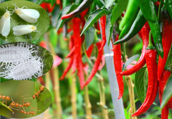 Putatgede - Kenali Dulu, Hama dan Penyakit yang Sering Menyerang ...