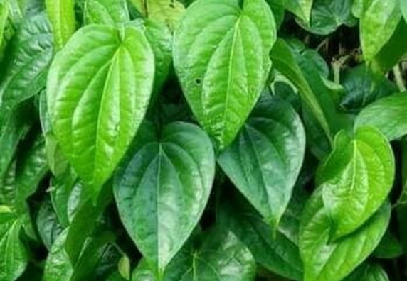 Putatgede - Tahukah Kamu, Segudang Manfaat DAUN SIRIH