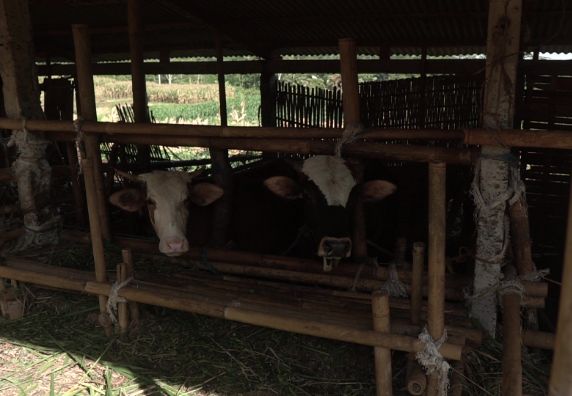 Gondoharum - Gondoharum Pageruyung: Surga Tersembunyi Peternakan ...